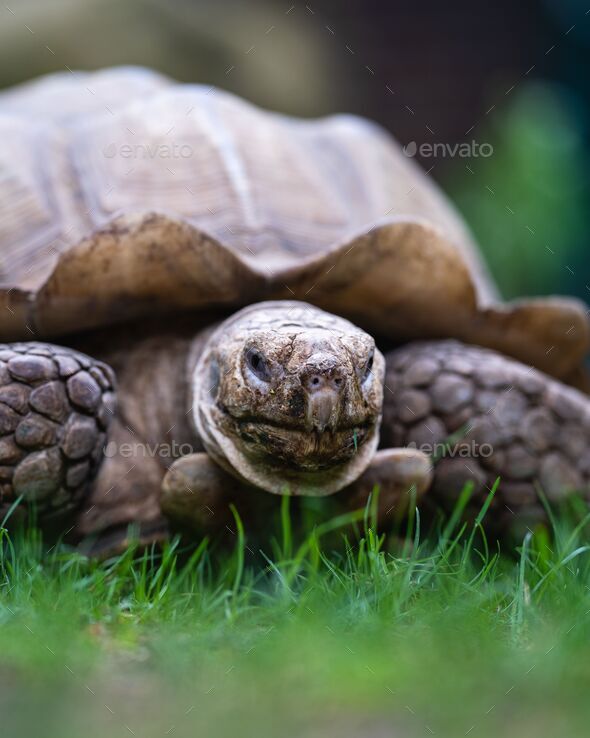 Vertical closeup of an African spurred tortoise on grass, against the ...