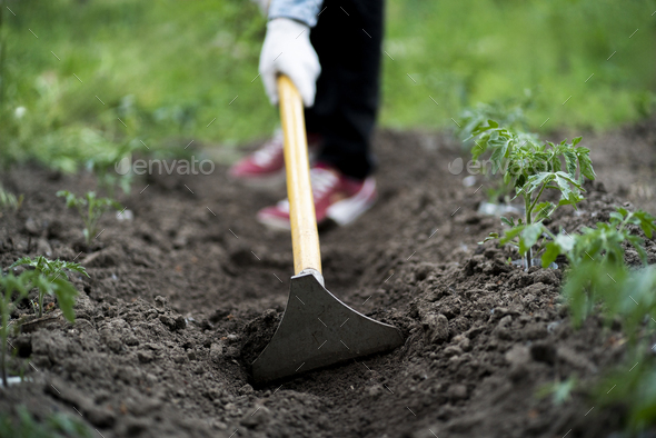 a cultivating the soil in the garden, young male doing work using a hoe ...