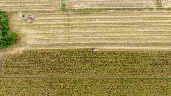 Farm machines harvesting corn. The entire corn plant is used, no waste ...