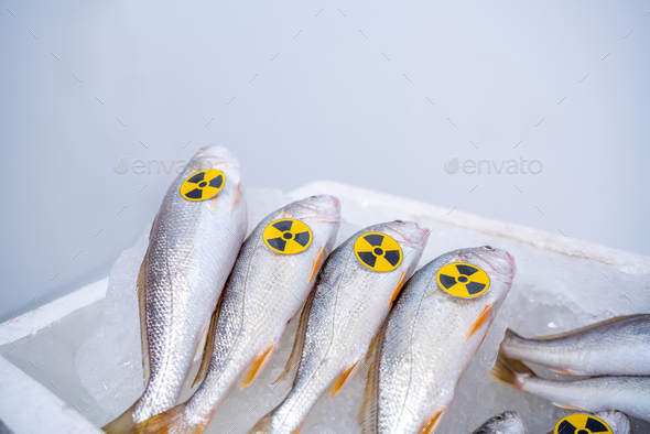 Radioactively contaminated fish. nuclear electric power waste water ...