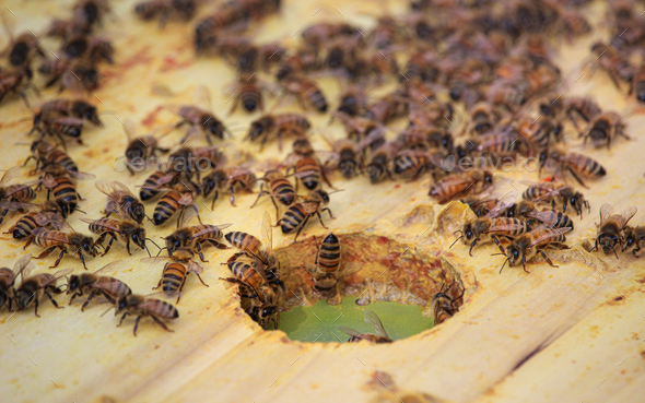 Bees - family of bees that enter and exit the hive Stock Photo by ...