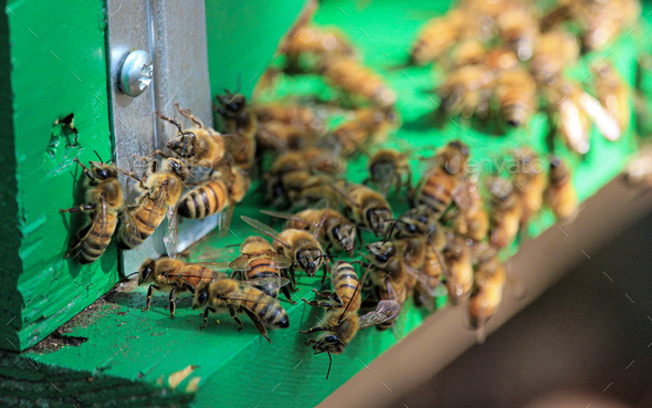 Bees - family of bees that enter and exit the hive Stock Photo by ...