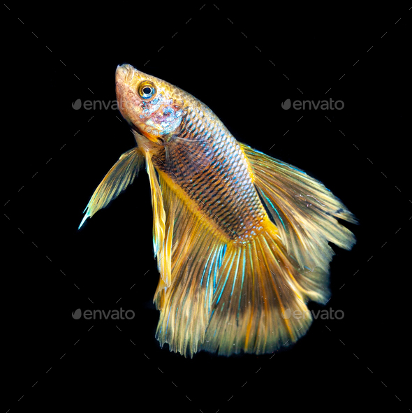 Gold Betta Fish Stock Photo by jaruka | PhotoDune