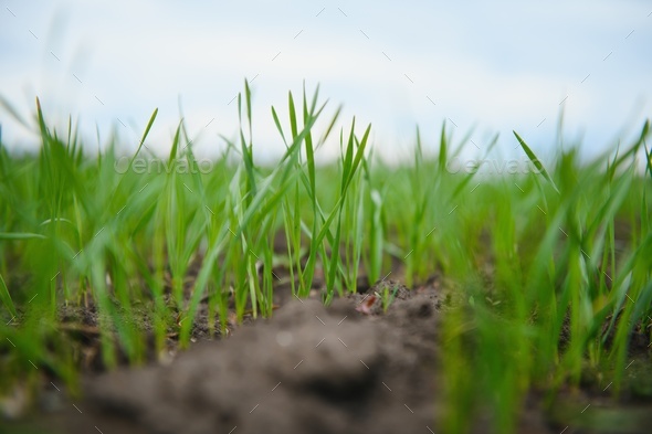 Sprouts of young barley or wheat that have just sprouted in the soil ...