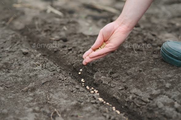 A woman's hand puts the seeds of a plant in the ground to help it grow ...