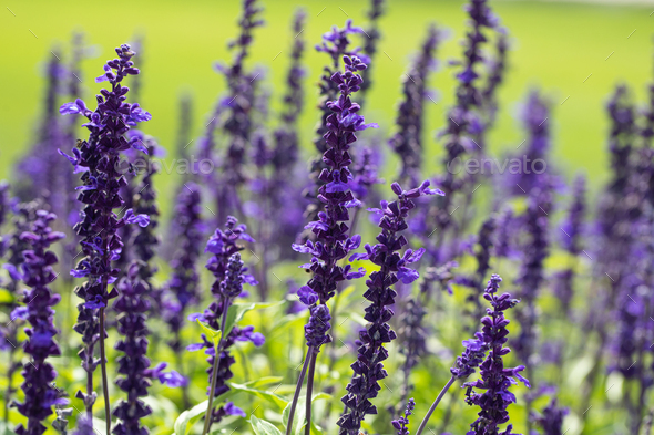 lavender field. Micro photography Stock Photo by doroga | PhotoDune
