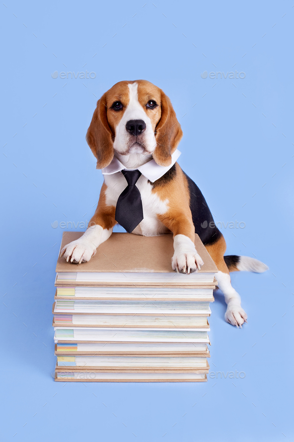 A beagle dog in a tie on a stack of books on a blue isolated background ...