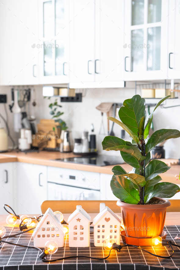 Ficus lirata in a pot in the interior of the house in the kitchen ...
