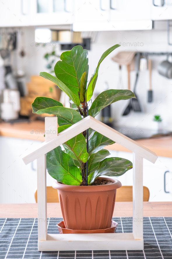 Ficus lirata in a pot in the interior of the house in the kitchen ...