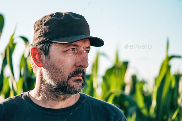 Contemplative farmer in corn field Stock Photo by stevanovicigor ...