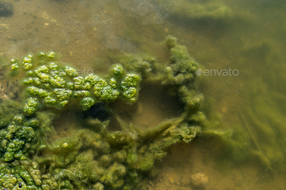 Green swamp slime algae zygnematales Stock Photo by irfanmnur | PhotoDune