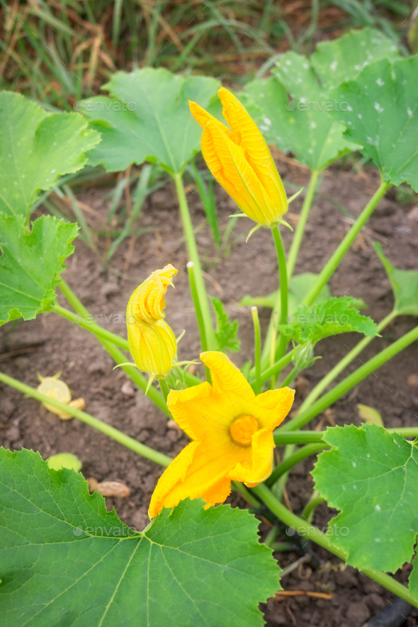Close up photo of edible zucchini flowers on an organic greenhouse farm ...