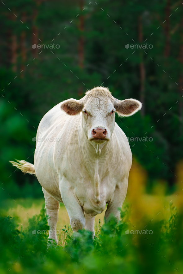 Charolais cattle grazing. Majestic French Charolais cows gracefully ...