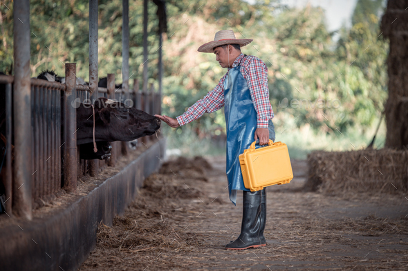 Farmer farm barn adding food for animals healthy dairy cows feeding on ...