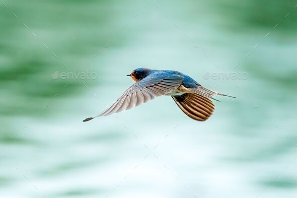 Low angle shot of a barn swallow bird flying in a clear sky Stock Photo ...