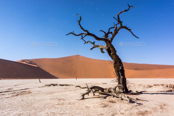 Dead trees in the desert on a hot sunny day Stock Photo by wirestock