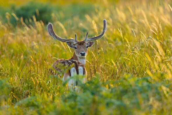 Fallow spotted stag with antlers turned back and looking at the camera ...