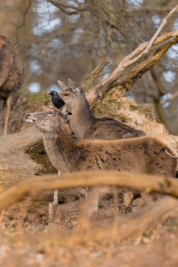 Black raven standing on a deer face in the forest Stock Photo by wirestock