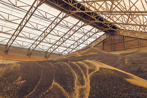 Interiors of a warehouse for storing grains in bulk Stock Photo by ...