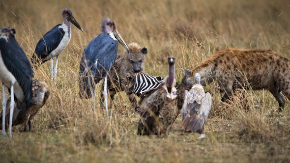 Different Wild Animals Together