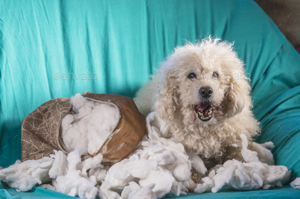 the dog breaks the pillow on the sofa at home. Guilty dog and destroyed ...