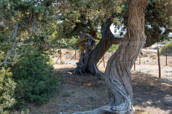 Cedar twisted trunk tree, needle like leaf at Elafonisi island, Crete ...