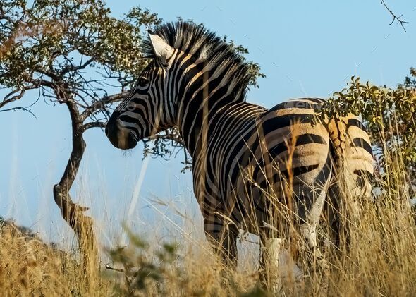Low-angle view of a zebra from behind, standing in the grass under the ...