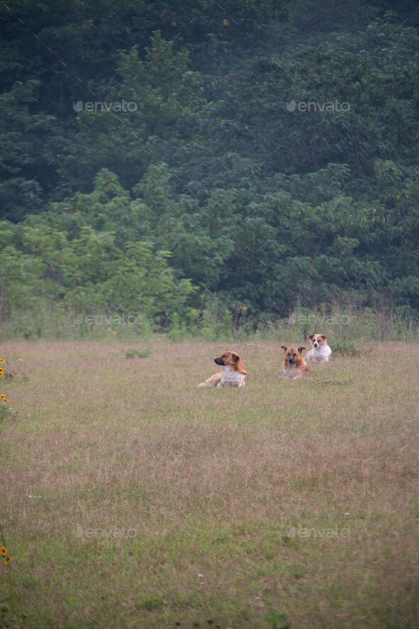 Vertical shot of dogs lying in a green area in Qinglonghu Park ...