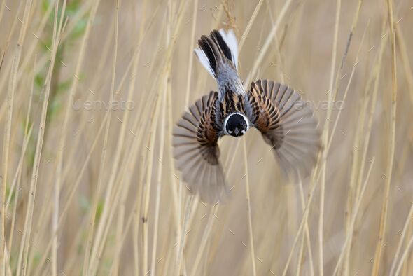 Reed bunting bird in the midst of flight, wings outstretched in a ...