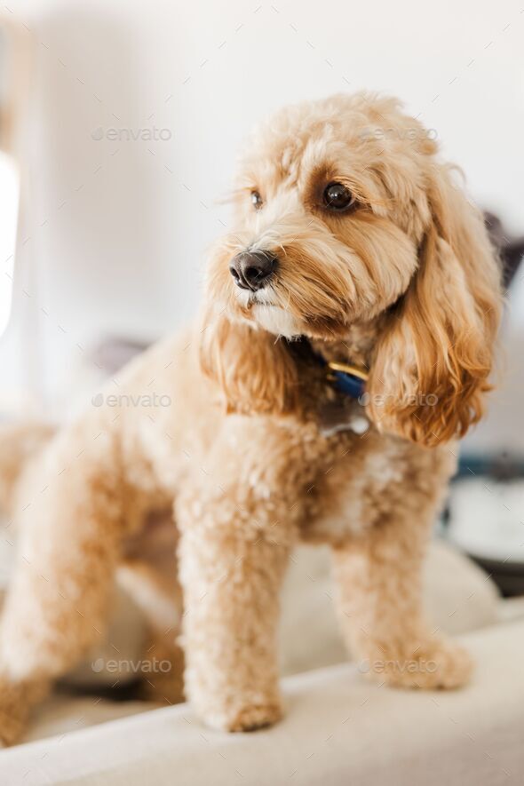 Vertical shot of a cute fluffy Cockapoo dog sitting on a couch and ...