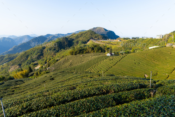 Tea field in Shizhuo Trails at Alishan of Taiwan Stock Photo by leungchopan