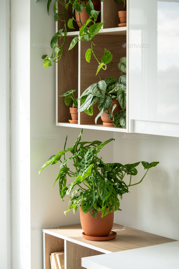Home garden with green plants scindapsus, monstera, pilea, epipremnum ...