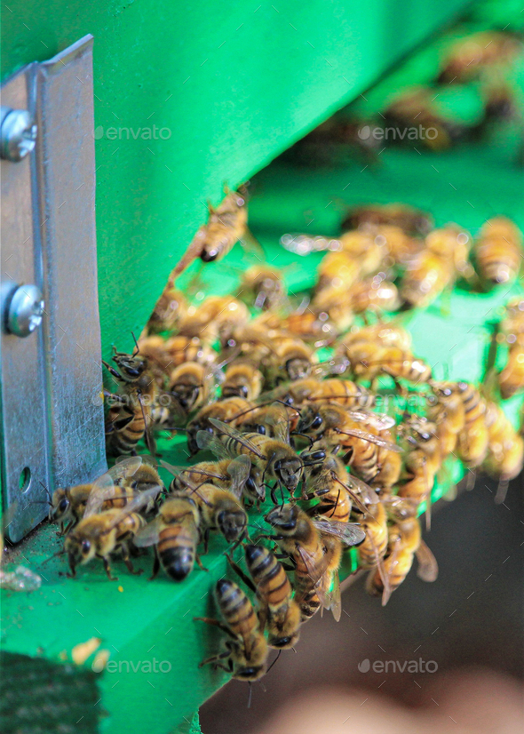 Bees - family of bees that enter and exit the hive Stock Photo by ...