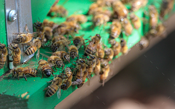 Bees - family of bees that enter and exit the hive Stock Photo by ...