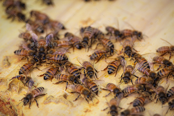 Bees - family of bees that enter and exit the hive Stock Photo by ...