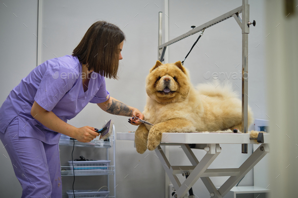 Quality time between woman and Chow Chow during a grooming session an ...