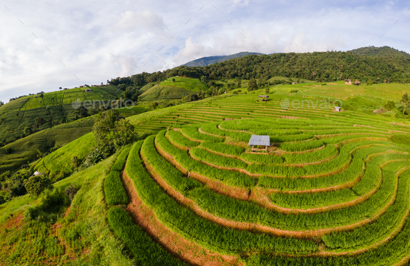 Curved Terraced Rice Field in Chiangmai, Thailand Stock Photo by fokkebok