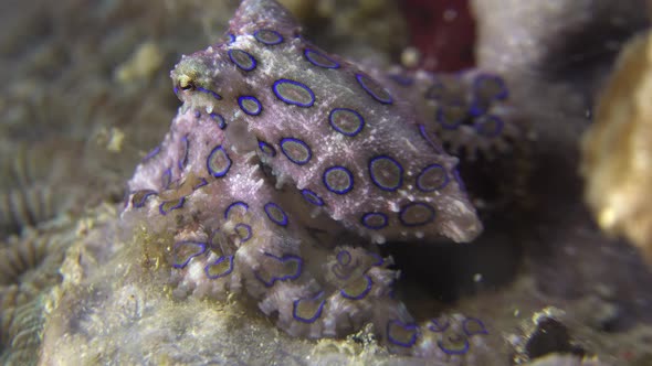 blue-ringed octopus crawling over coral reef at night showing vivid ...