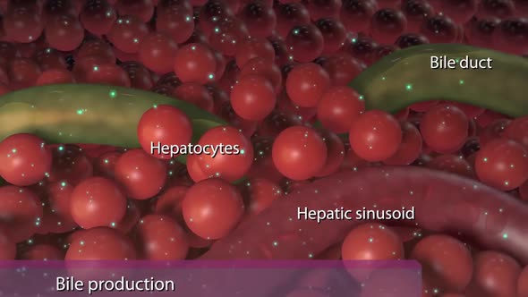 Bile is a dark green to yellowish brown liquid that aids in the ...
