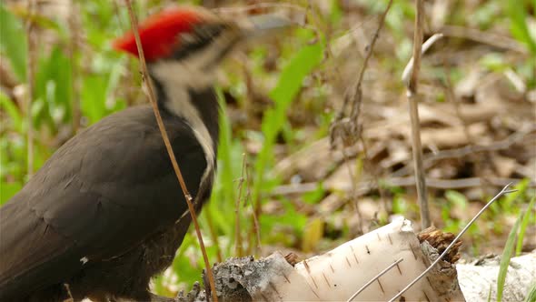 A large bird pileated woodpecker drilling in a tree branch., Stock Footage