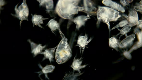 Zooplankton of the Black Sea Under the Microscope, Stock Footage ...