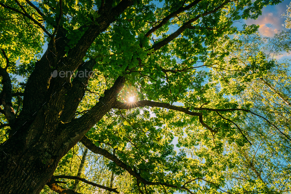 Summer summertime Sunlight Sunshine Through Oak Forest Tree. Sunny ...