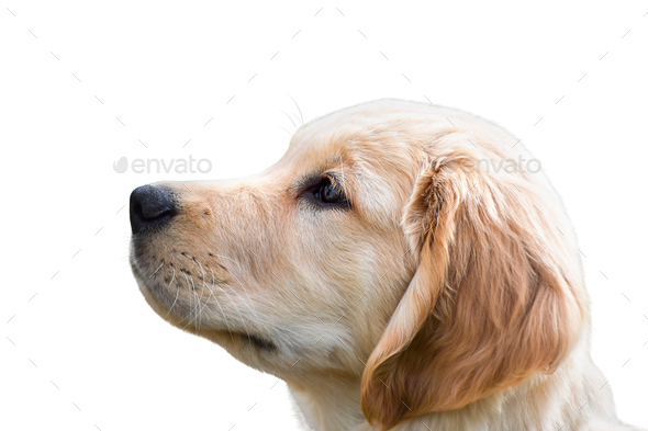 Closeup side portrait of golden retriever puppy isolated cutout Stock ...