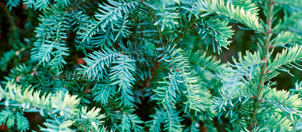 European yew tree, Taxus baccata evergreen yew close up toned ...