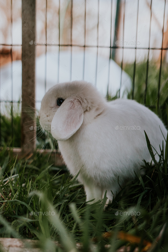 Cute white fluffy bunny Stock Photo by oaravoicu | PhotoDune