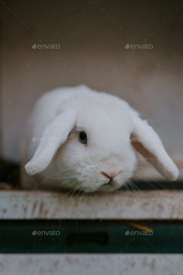 Cute white fluffy bunny Stock Photo by oaravoicu | PhotoDune
