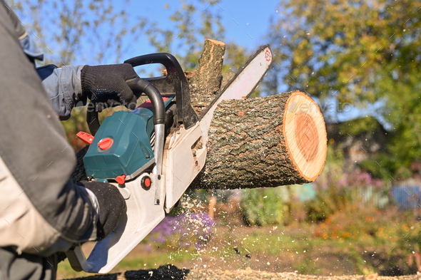 Chainsaw blade cutting wood. Man cutting a log of wood with a chainsaw ...
