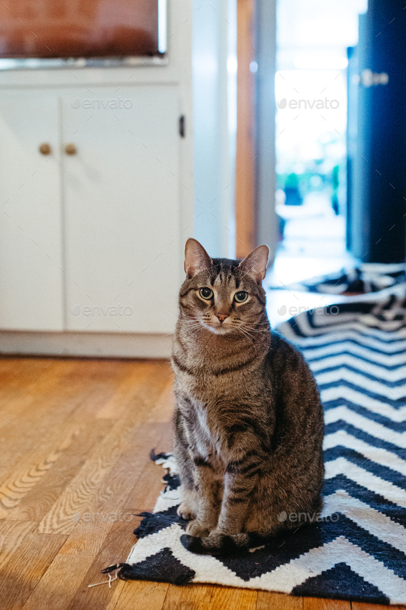 Tabby Cat at Home on the Rug Stock Photo by jennimareephoto | PhotoDune