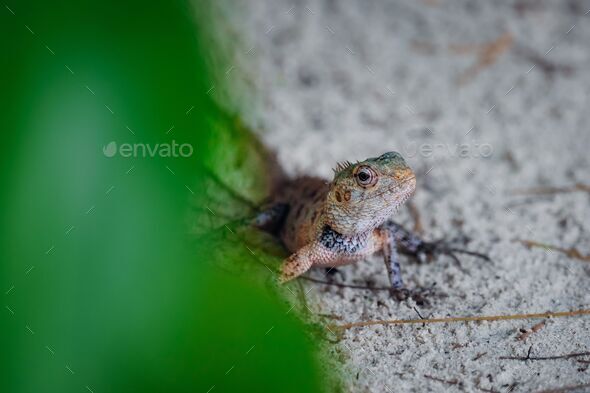 Stock image features a stunning closeup of a vivid, brightly-colored ...