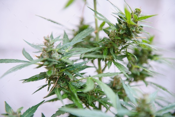 Background Canopy of Budding Indoor Marijuana Plants. Stock Photo by ...